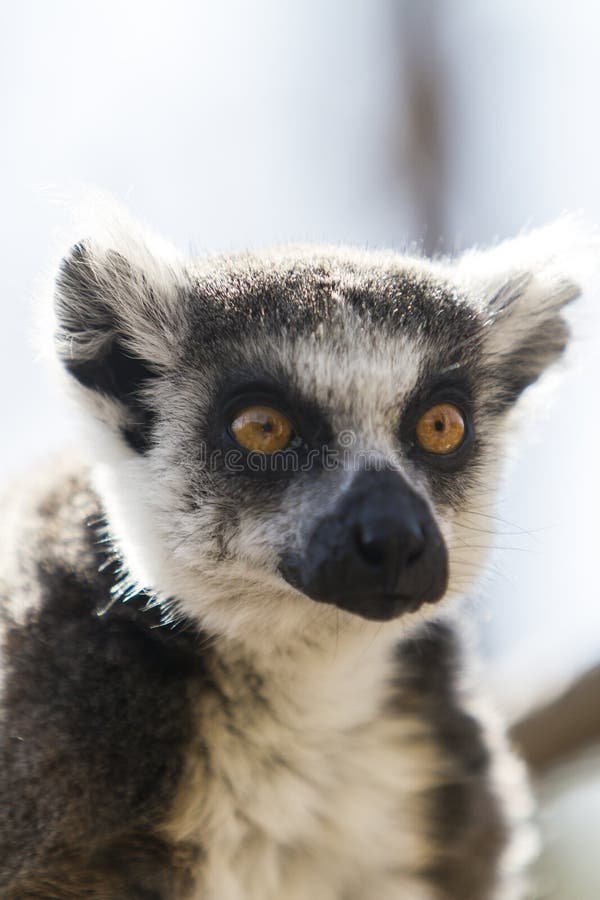 Lemur stock photo. Image of fluffy, africa, head, wildlife - 70026826