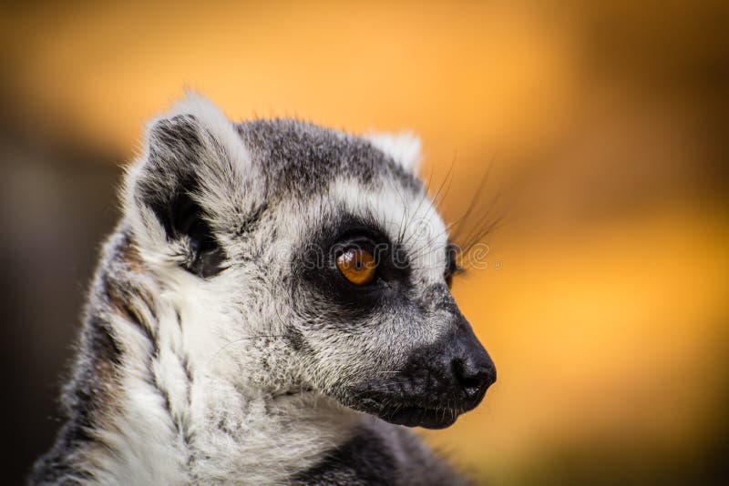 Lemur Head Shot stock image. Image of face, monkey, animal - 61979207