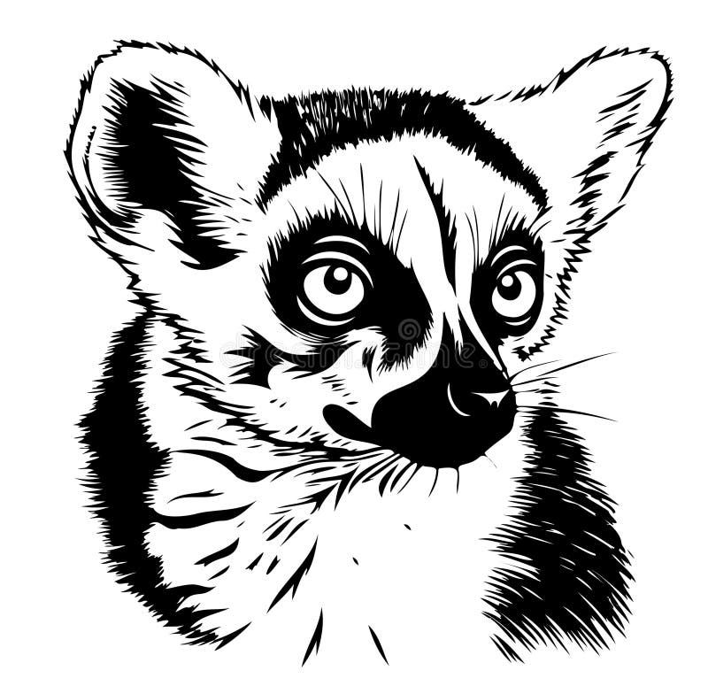Lemur Sketches, Outline with White Background, Hand Drawn Stock Vector ...
