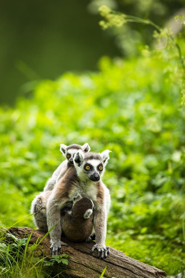Lemur kata (Lemur catta) stock image. Image of lemuridae - 42524321