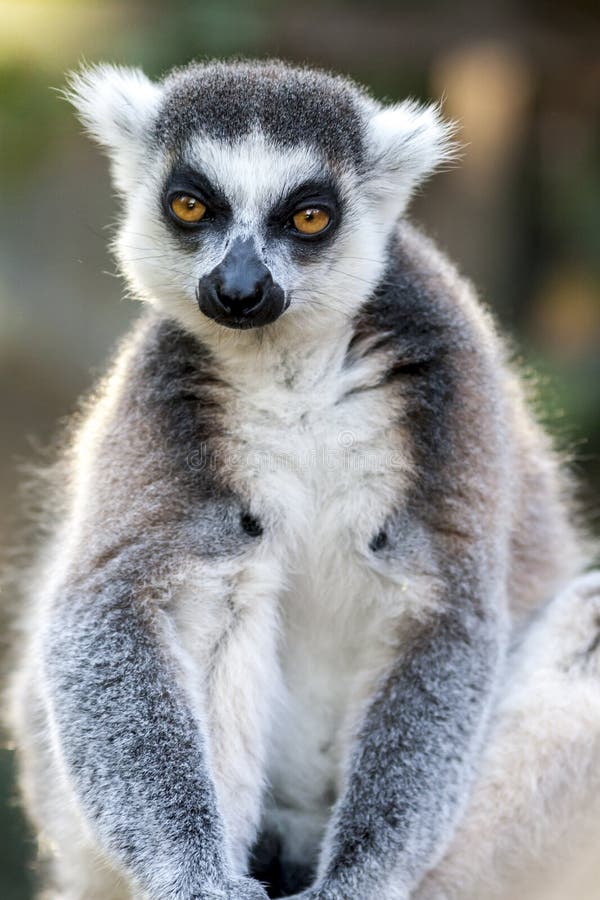 Lemur Kata Sitting On Branch In Bushy Vegetation Stock Photo - Image of ...