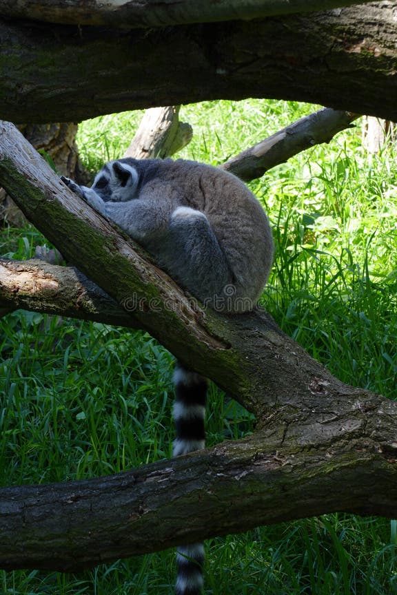 Lemur kata stock image. Image of tropical, kata, black - 97675423