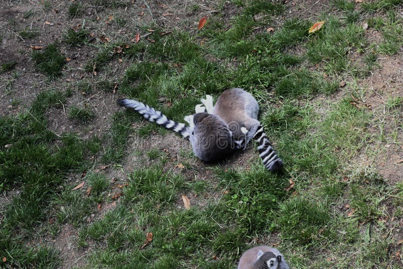 Lemur Lemures or Ghost Spirit 7 Stock Image - Image of seasons ...