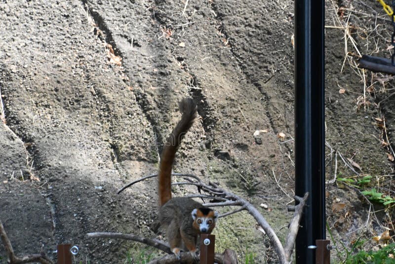 Lemur Lemures or Ghost Spirit 6 Stock Image - Image of evolved, seasons ...