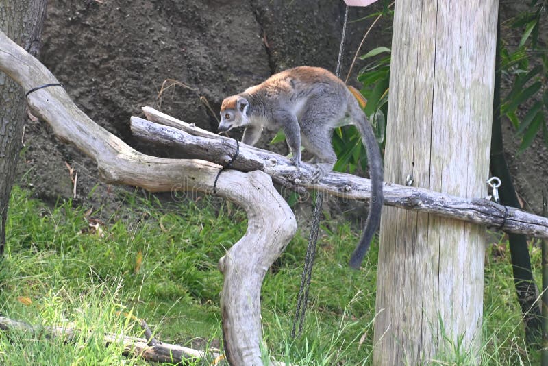 Lemur Lemures or Ghost Spirit 10 Stock Photo - Image of lemur, island ...