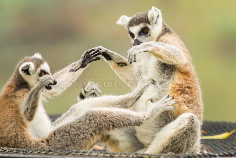 The Lemur (Lemuriformes) Playing Stock Image - Image of mammal, black ...