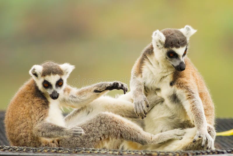 The Lemur (Lemuriformes) Playing Stock Photo - Image of alert, monkey ...