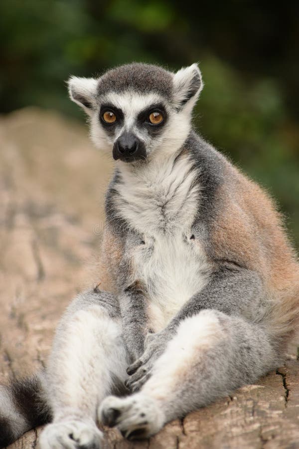 Lemur. stock image. Image of wildlife, animals, jungle - 43175395