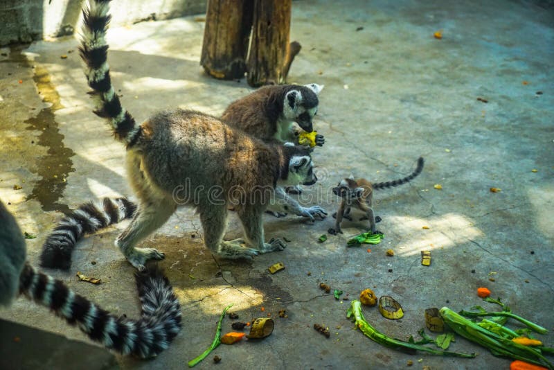 Lemur Foraging on the Ground Stock Image - Image of brown, cute: 182128159