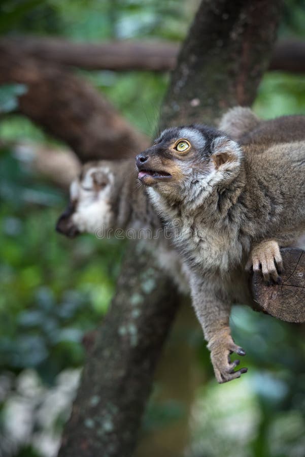 Surprised lemur stock photo. Image of animals, startled - 19492640