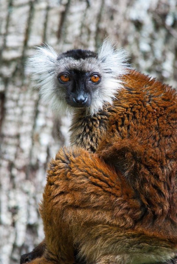 Lemur macaco stock image. Image of eyes, animal, face - 27642907