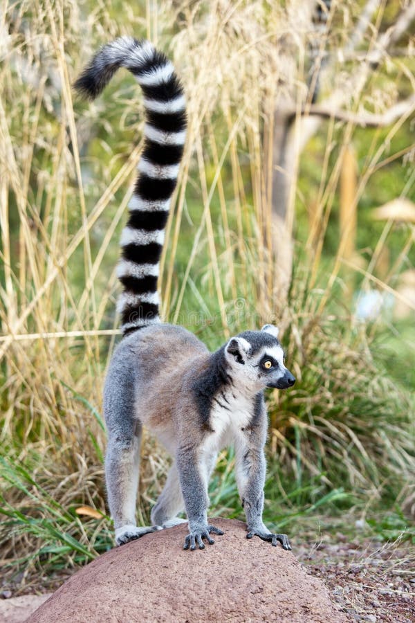 Lemur of Madagascar stock image. Image of lemur, animal - 26528859