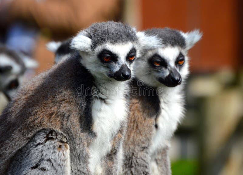 Lemur Monkeys Portrait - Yellow Eyed Monkey Stock Image - Image of ...