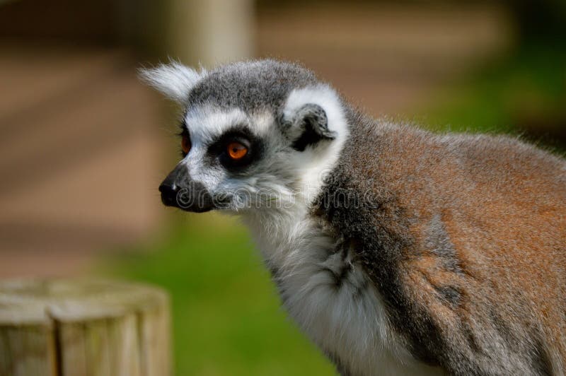 Lemur stock photo. Image of sweet, monkeys, wild, wildlife - 52609748