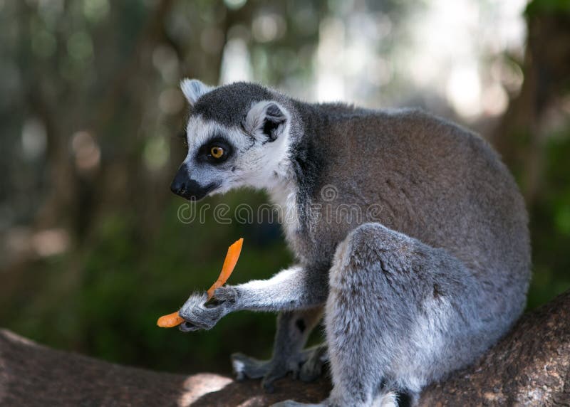 Lemur in Majorca of Spain stock image. Image of african - 155951415