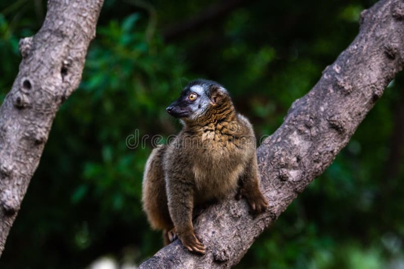 Lemur Mongoose, Eulemur Mongoz Lemuridae, Resting on a Branch in a ...