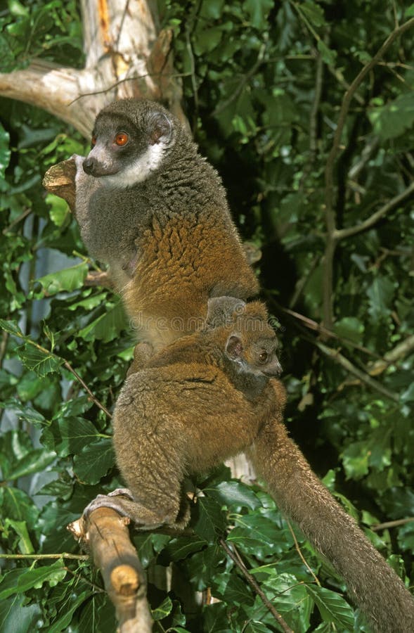 LEMUR MONGOZ lemur mongoz stock photo. Image of madagascar - 172938128