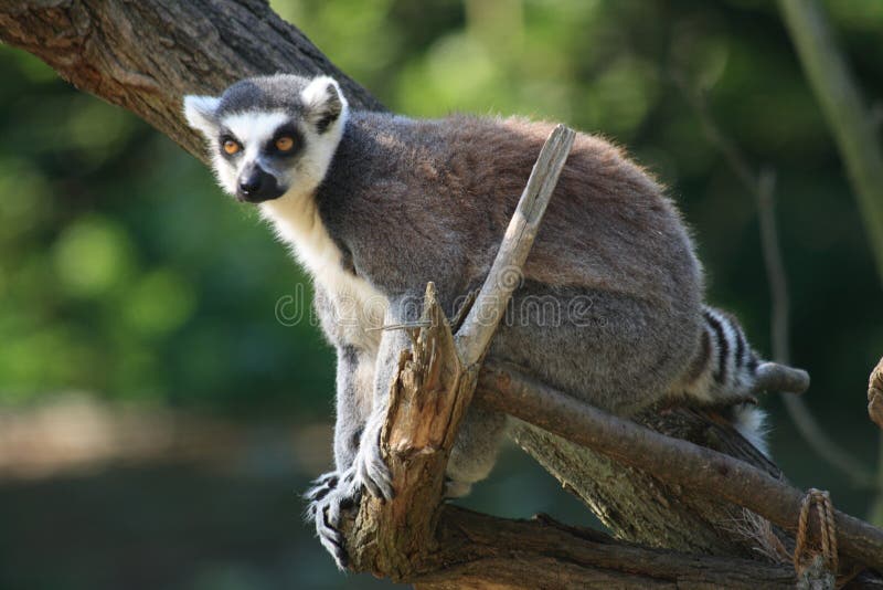 Fat Tailed Dwarf Lemur stock image. Image of medius, look - 7995273
