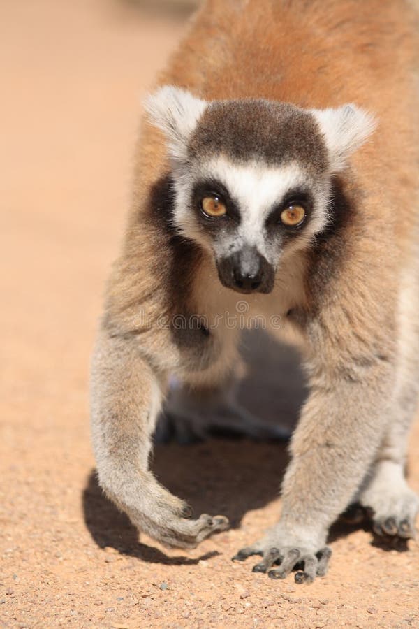 Lemur monkey stock image. Image of fussy, rain, question - 10390551