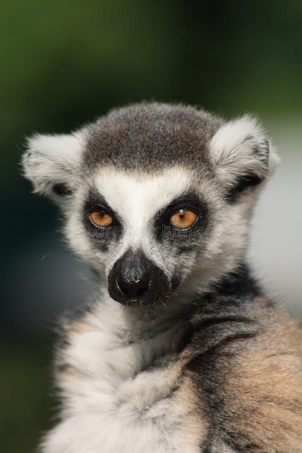 Lemur monkey stock photo. Image of alert, animals, primates - 10677520
