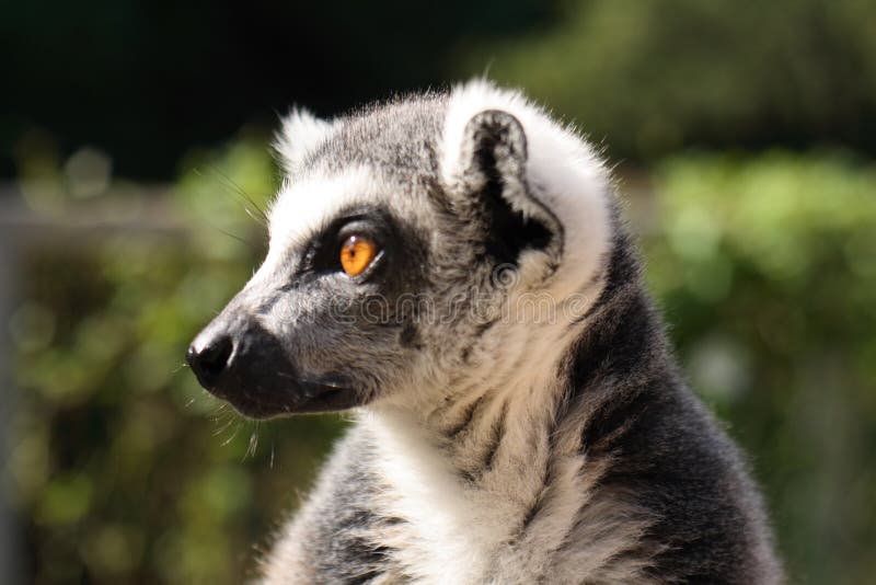 Lemur Monkey Picture. Image: 6135870