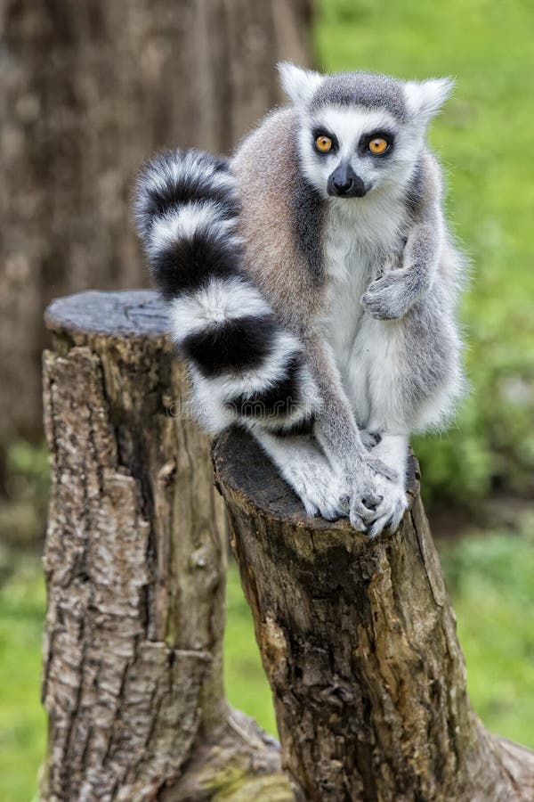 Lemur monkey stock image. Image of pattern, animal, fluffy - 35705091