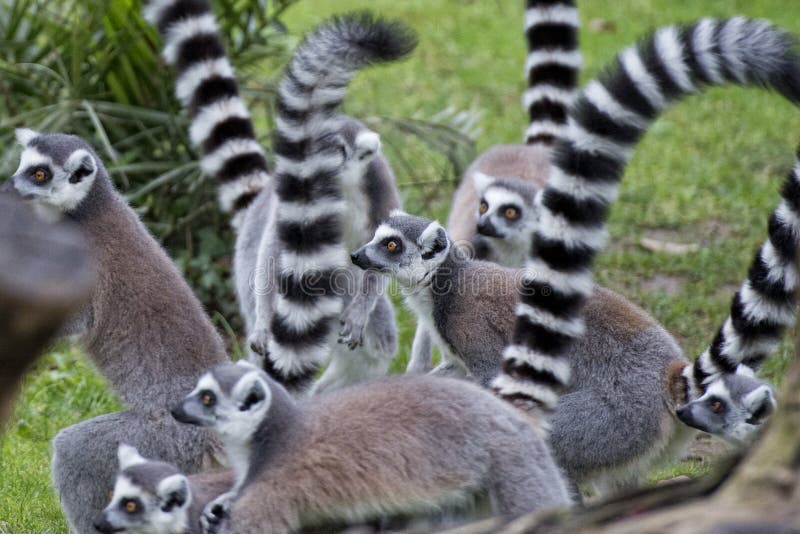 Lemur monkey stock photo. Image of captivity, looking - 38997920