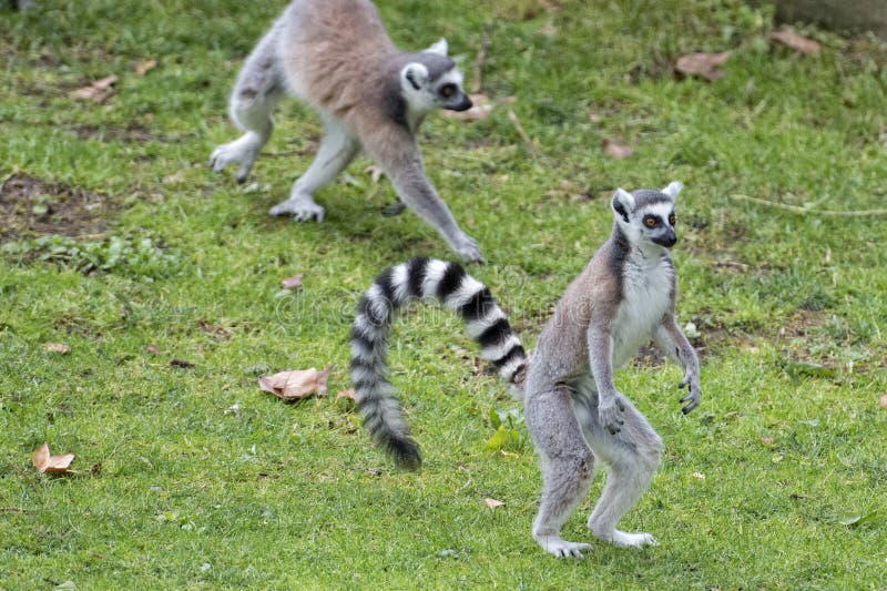 Lemur Monkey Family on the Grass. Stock Photo - Image of outdoors ...
