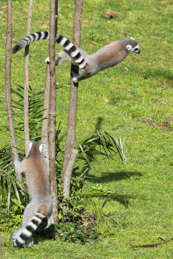Lemur monkey while jumping stock photo. Image of family - 38672836