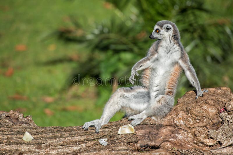 Lemur Monkey while Looking at You Stock Photo - Image of alert ...
