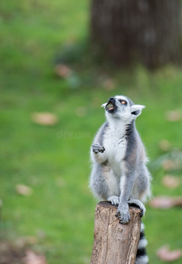 Lemur Monkey while Looking at You Stock Image - Image of striped, ring ...