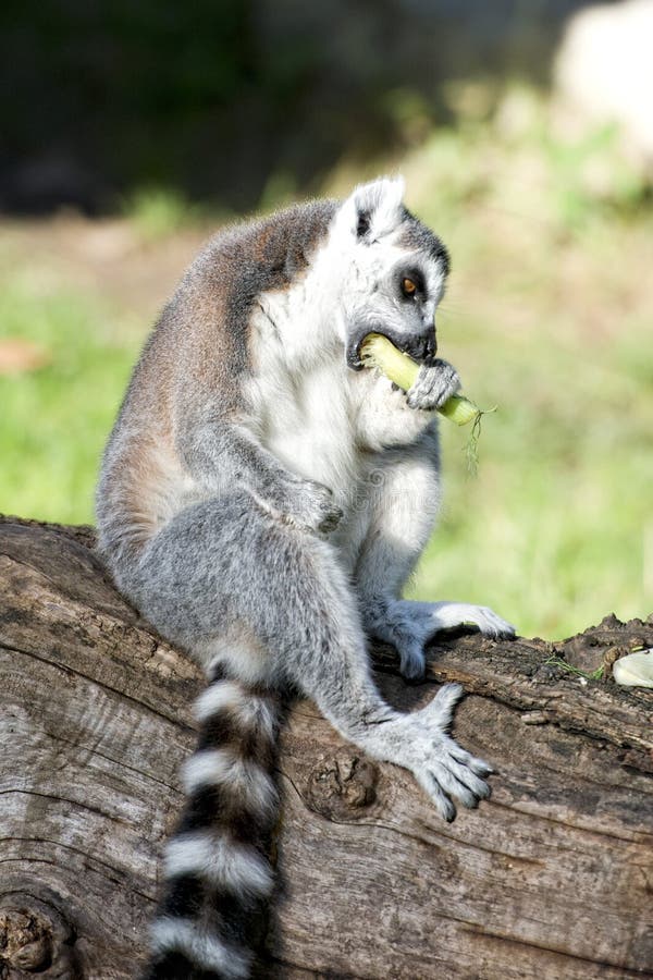 Lemur Monkey while Looking at You Stock Photo - Image of black, staring ...