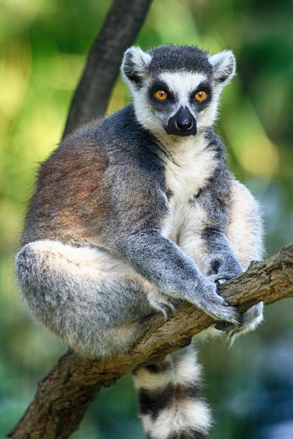 Lemur monkey is resting stock photo. Image of beast, wild - 93628784