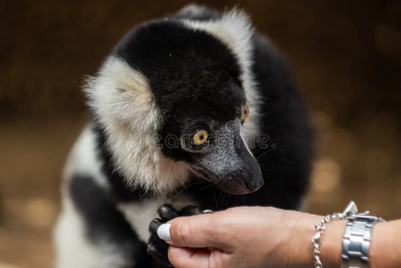 Lemur monkey in a zoo stock photo. Image of curious - 193659368
