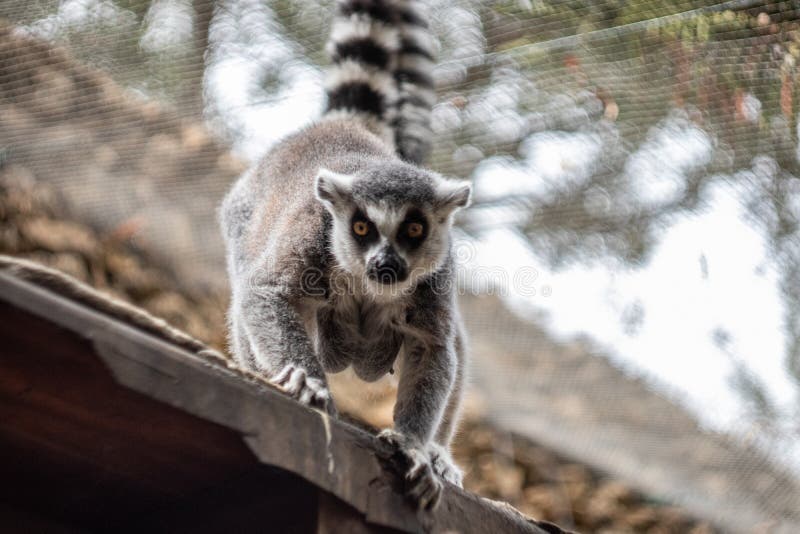 Lemur monkey in a zoo stock photo. Image of curious - 193659368