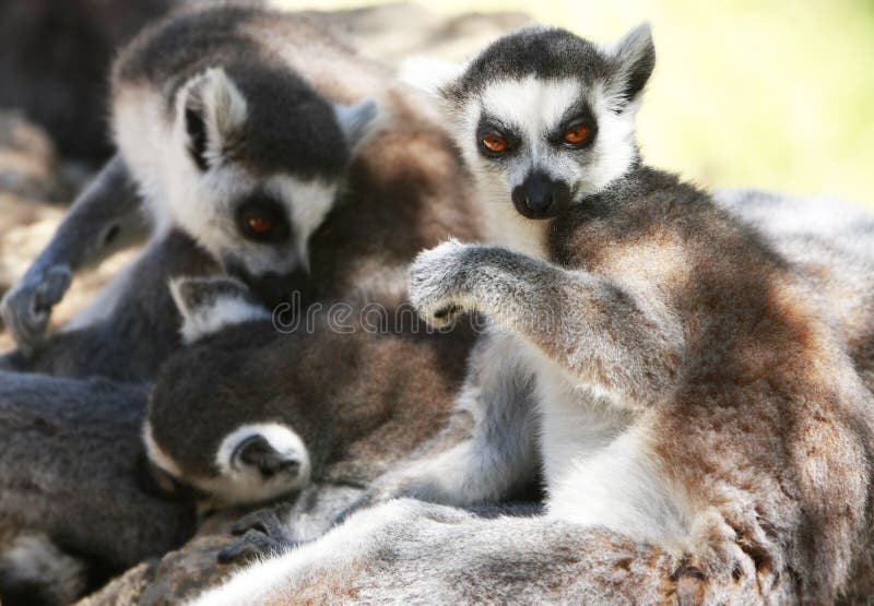 Lemur monkeys stock image. Image of nervousness, beast - 11668857