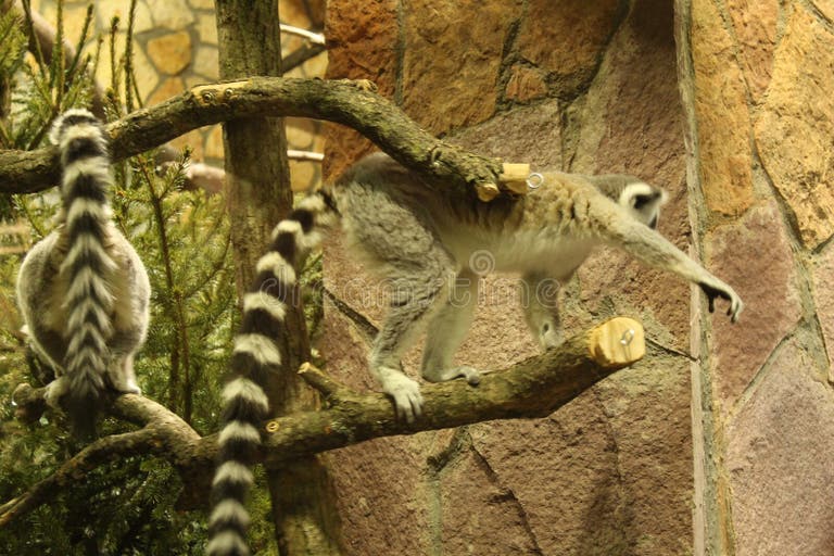 Lemur Monkeys with Long Tails Crawling through Trees Branches Stock ...