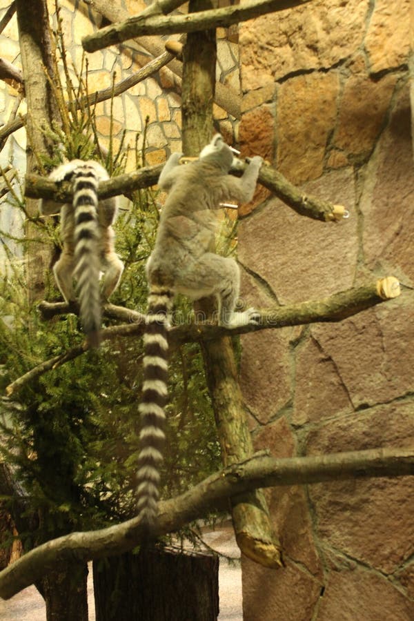 Lemur Monkeys with Long Tails Crawling through Trees Branches in Aviary ...