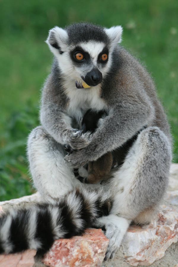 Leemer Stock Photos - Free & Royalty-Free Stock Photos from Dreamstime