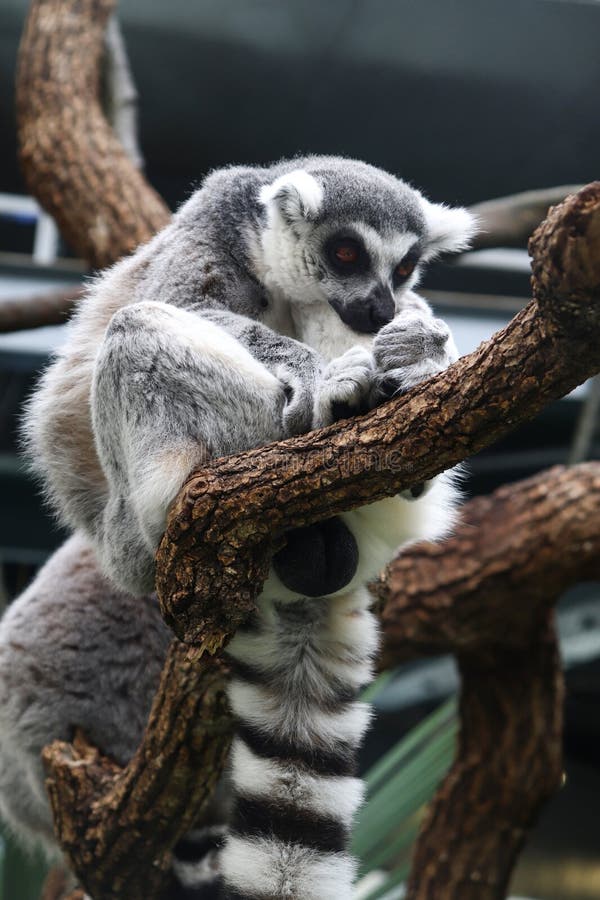 A Lemur, Native Animal of Madagascar, Sitting on the Branch of a Tree ...