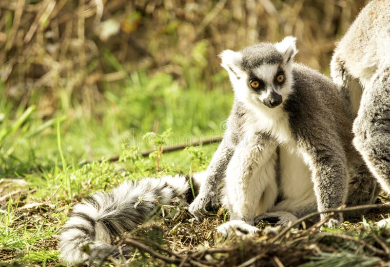 Lemuriformes monkeys. stock image. Image of captivity - 22617451