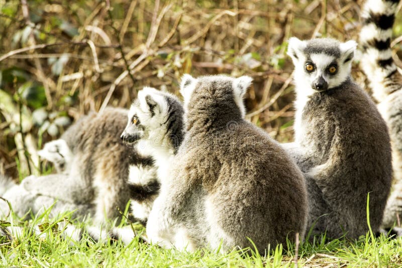 Lemur stock photo. Image of african, black, lemuren - 140642740