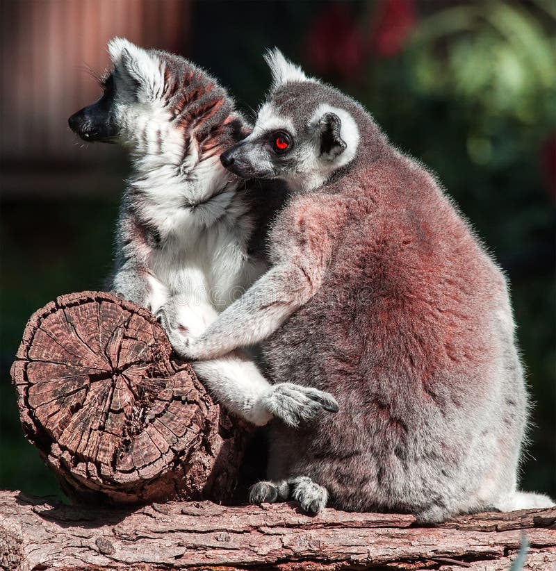 Lemur stock photo. Image of animal, detail, furry, lemur - 33299528