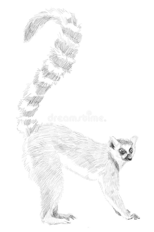Lemur pencil sketch stock illustration. Illustration of outline - 215046399