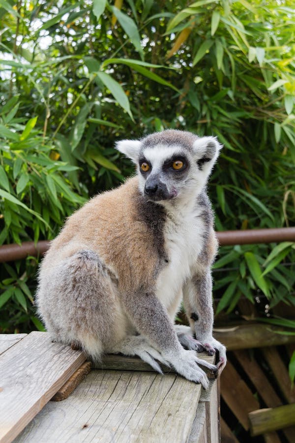 The Lemur (Lemuriformes) Playing Stock Photo - Image of alert, monkey ...