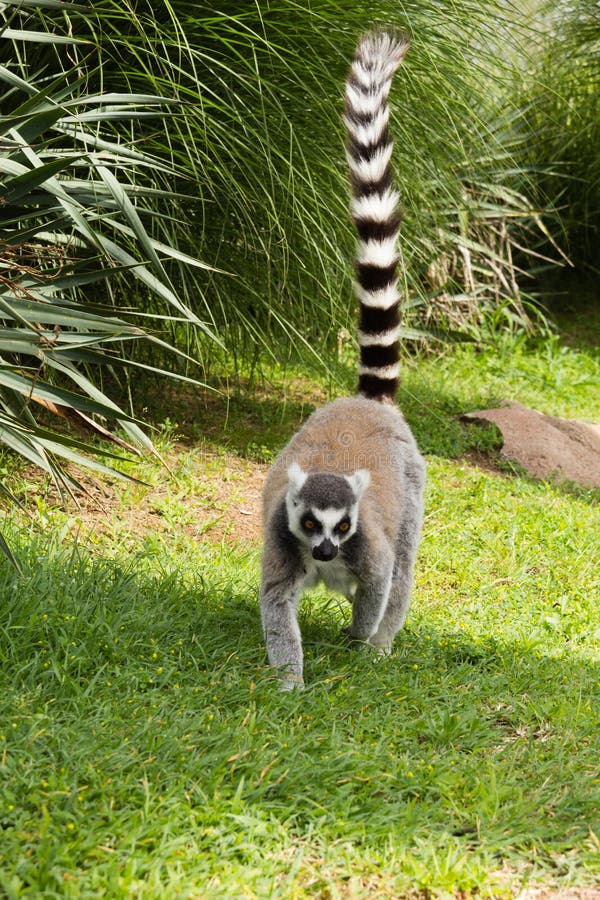 225 Walking Lemur Photos - Free & Royalty-Free Stock Photos from Dreamstime