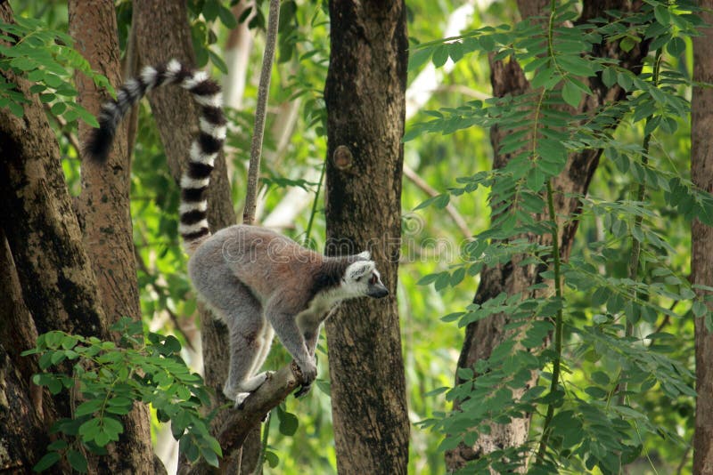 Lemur stock image. Image of wildlife, animal, polymers - 32897313
