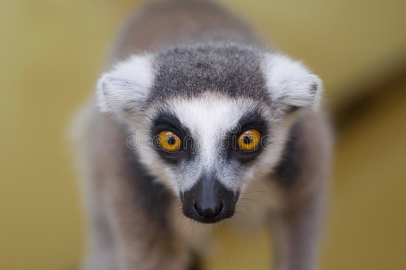 Lemur portrait stock image. Image of eyes, long, ring - 20386183