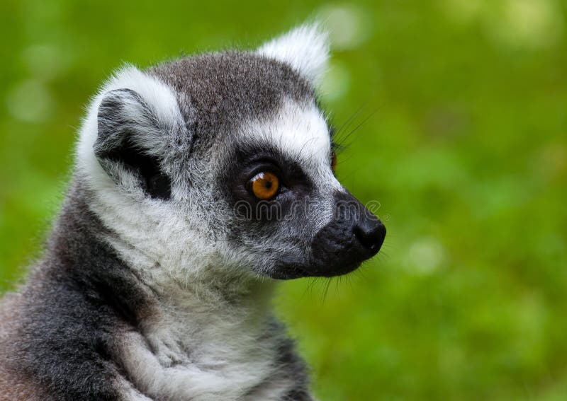 Lemur portrait stock photo. Image of animal, madagascar - 21086284