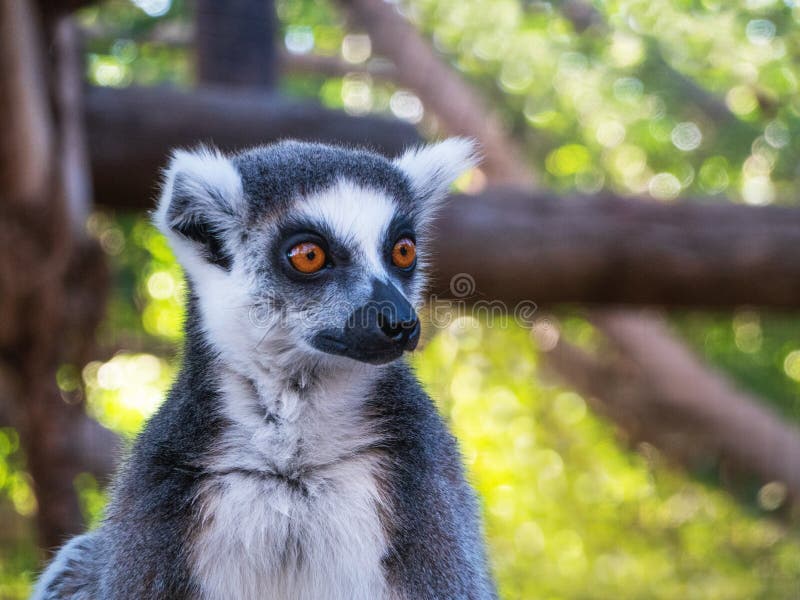 Lemur Face, Close-up Portrait of Madagascar Monkey. Ring-tailed Lemur ...